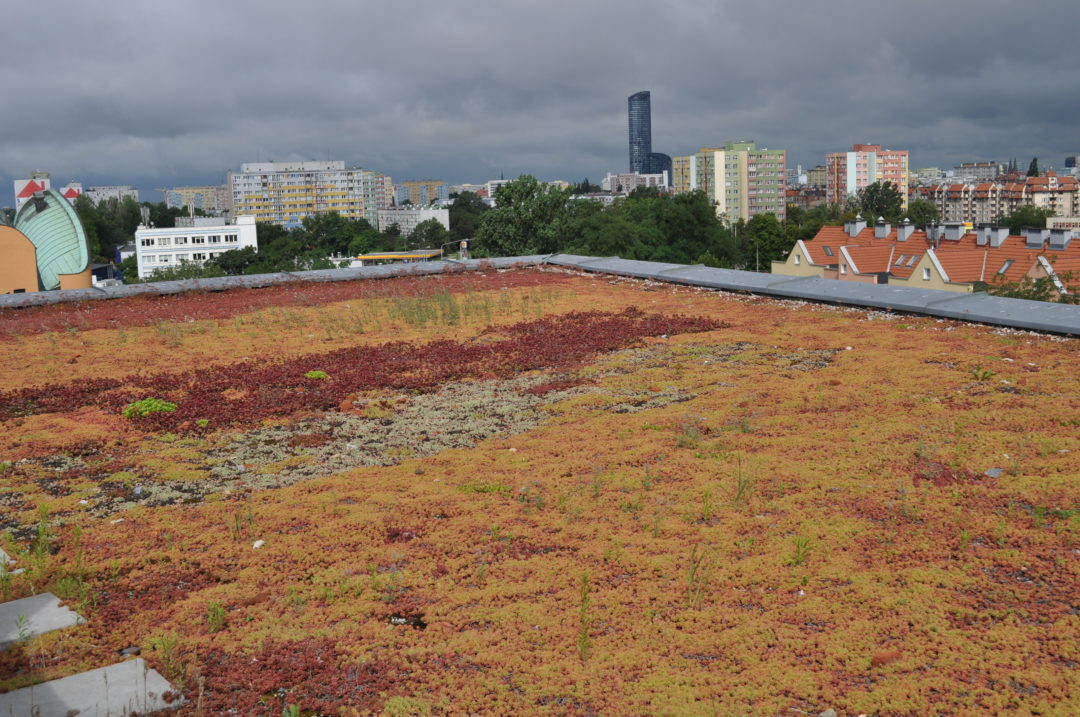 Extensive Green Roof, Poland | EFB