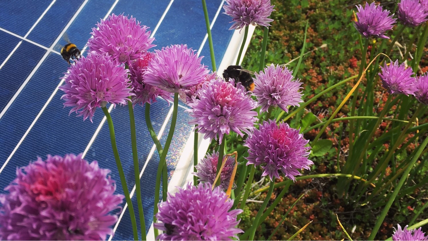 Powered by biodiversity – Combining green roofs and solar energy | EFB