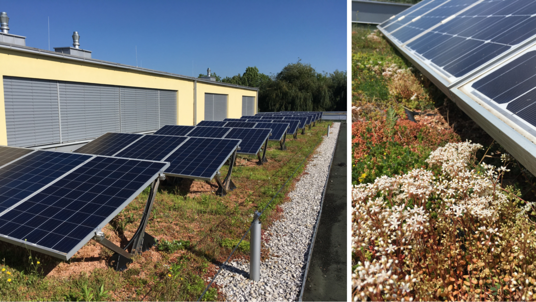 Powered by biodiversity – Combining green roofs and solar energy | EFB