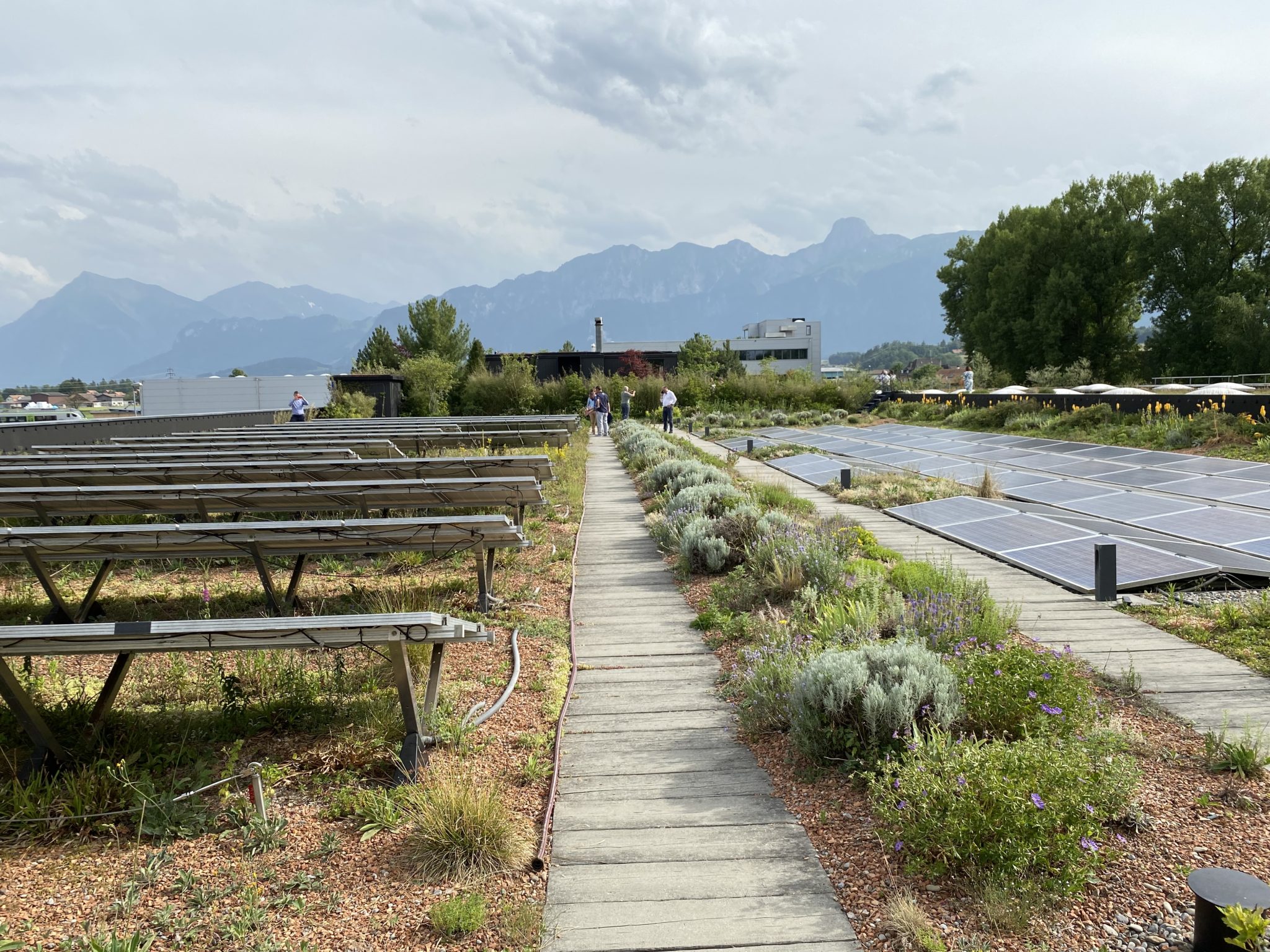 New Publication: Solar Green Roofs Resource Guide | EFB